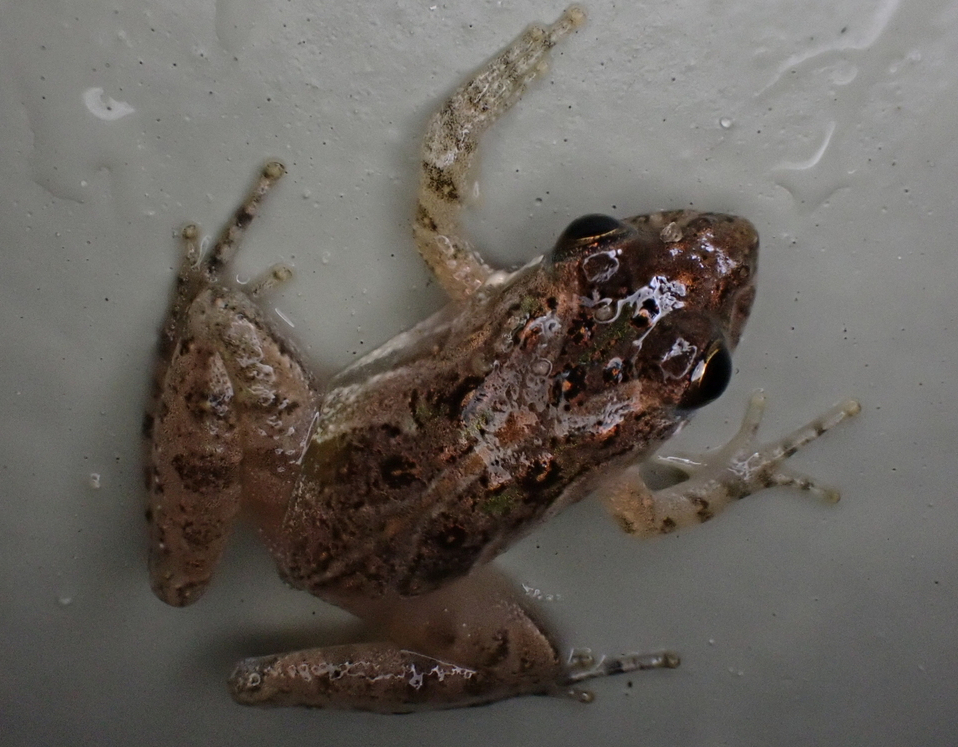 Florida Cricket Frog from Loughman, FL, USA on June 24, 2022 at 09:41 ...
