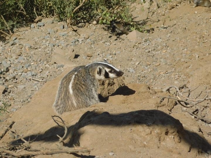 American Badger from San Diego County, CA, USA on June 24, 2022 by ATK ...