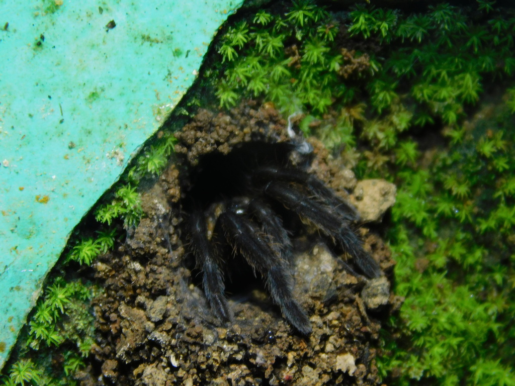 Tarantulas from Sukamaju, Cihaurbeuti, Ciamis Regency, West Java ...