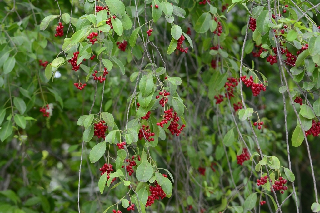 Blolly (Guapira discolor) - Botanical Realm