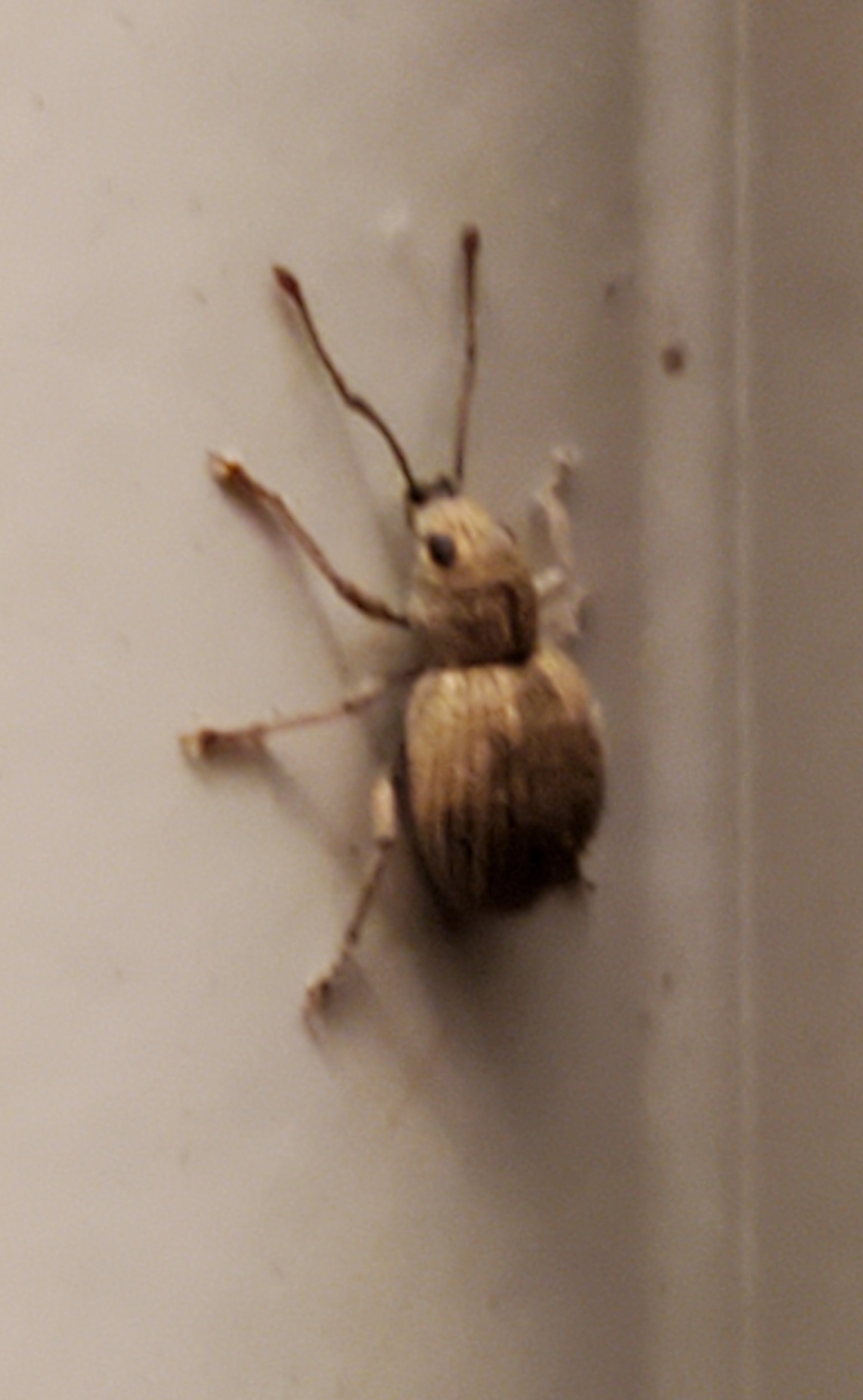 Calomycterus setarius Roelofs, 1873