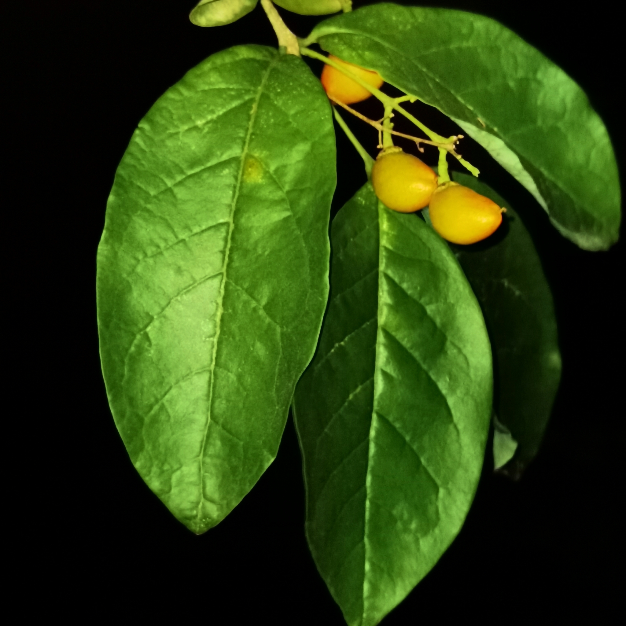 Bunchosia nitida (Jacq.) Rich. ex Juss.