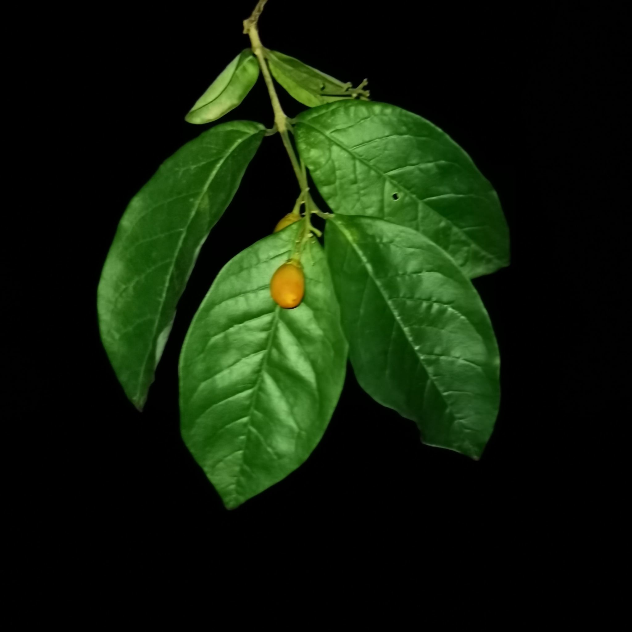 Bunchosia nitida (Jacq.) Rich. ex Juss.