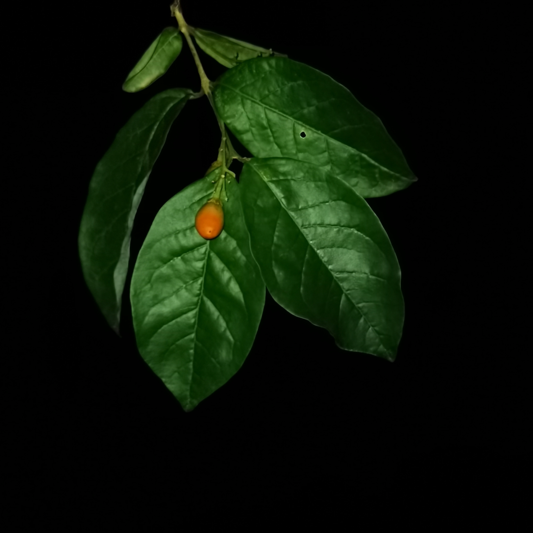 Bunchosia nitida (Jacq.) Rich. ex Juss.