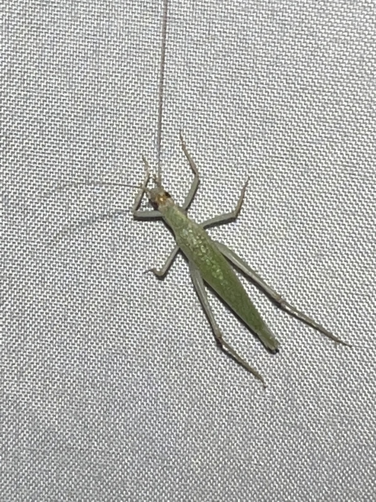 Common Tree Crickets from Roy G. Guerrero Colorado River Metro Park ...
