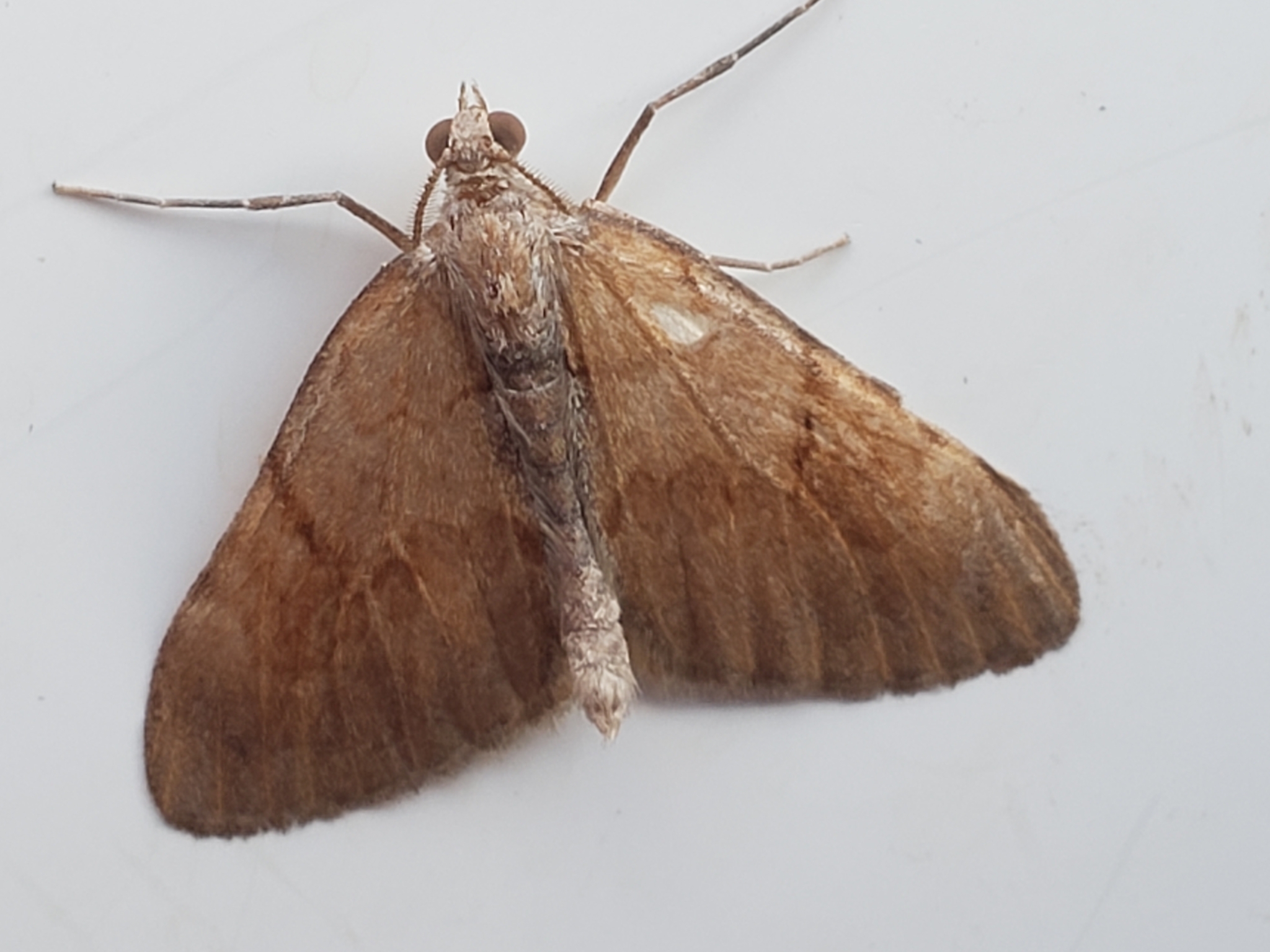 Pennithera firmata (Hübner)