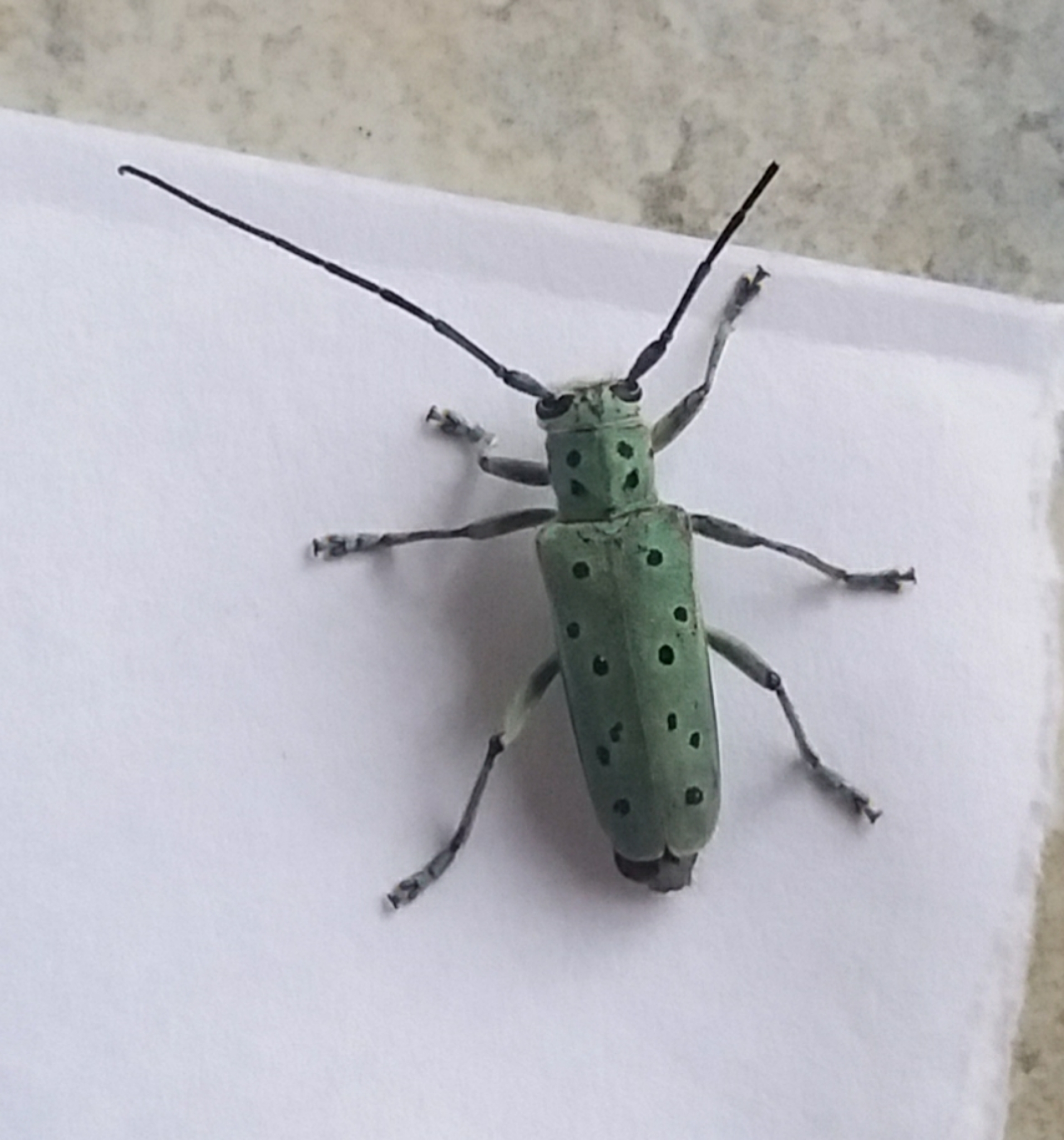 Saperda punctata (Linnaeus, 1767)