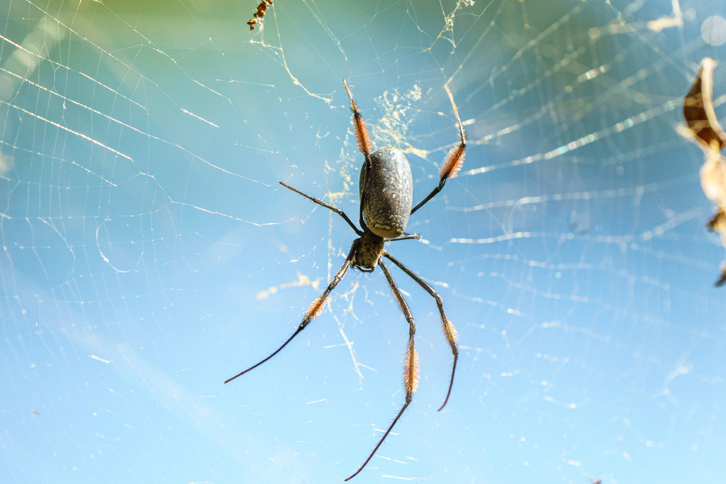 Hairy Golden Orb-weaving Spider from Mzimba, Malawi on June 18, 2022 at ...