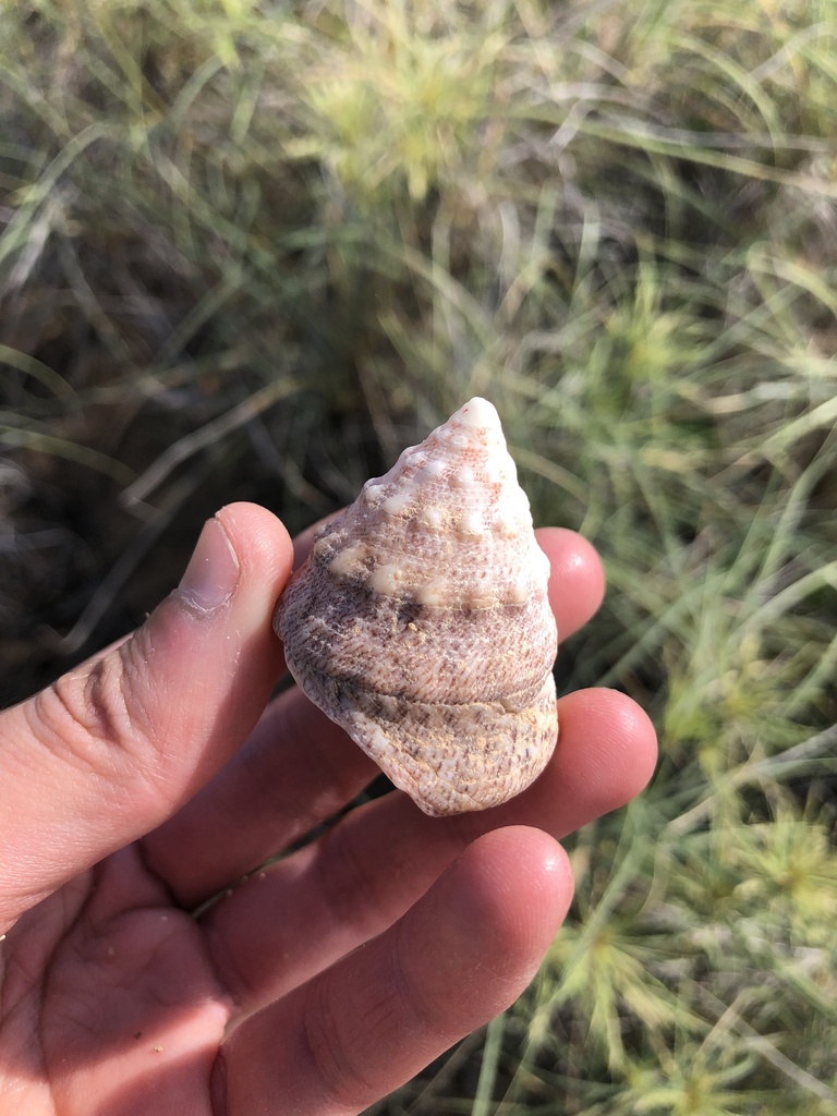 Trochus hanleyanus from Ashburton, Western Australia, Australia on May 30, 2021 at 02:21 PM by ...