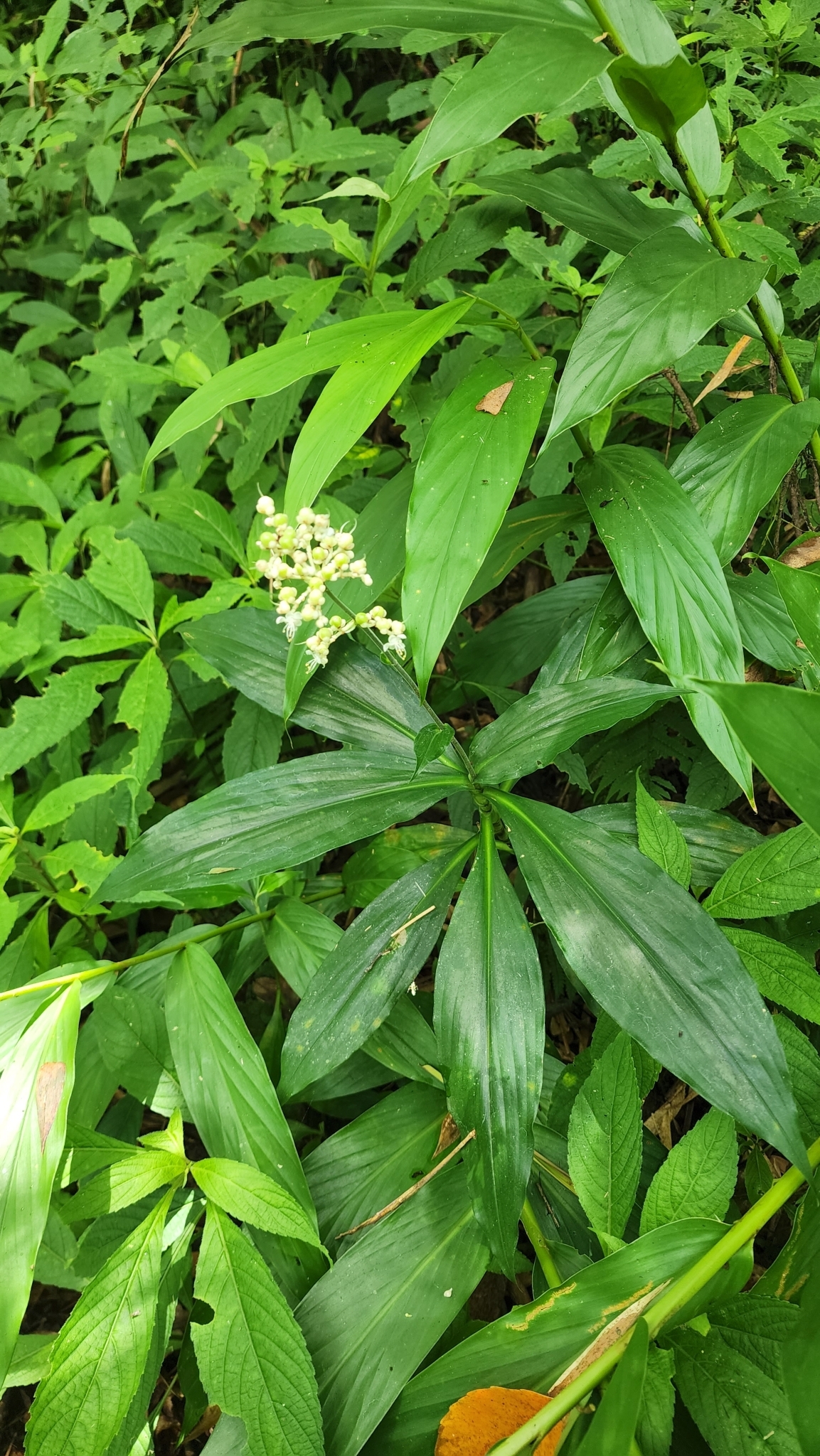 Pollia japonica Thunb.