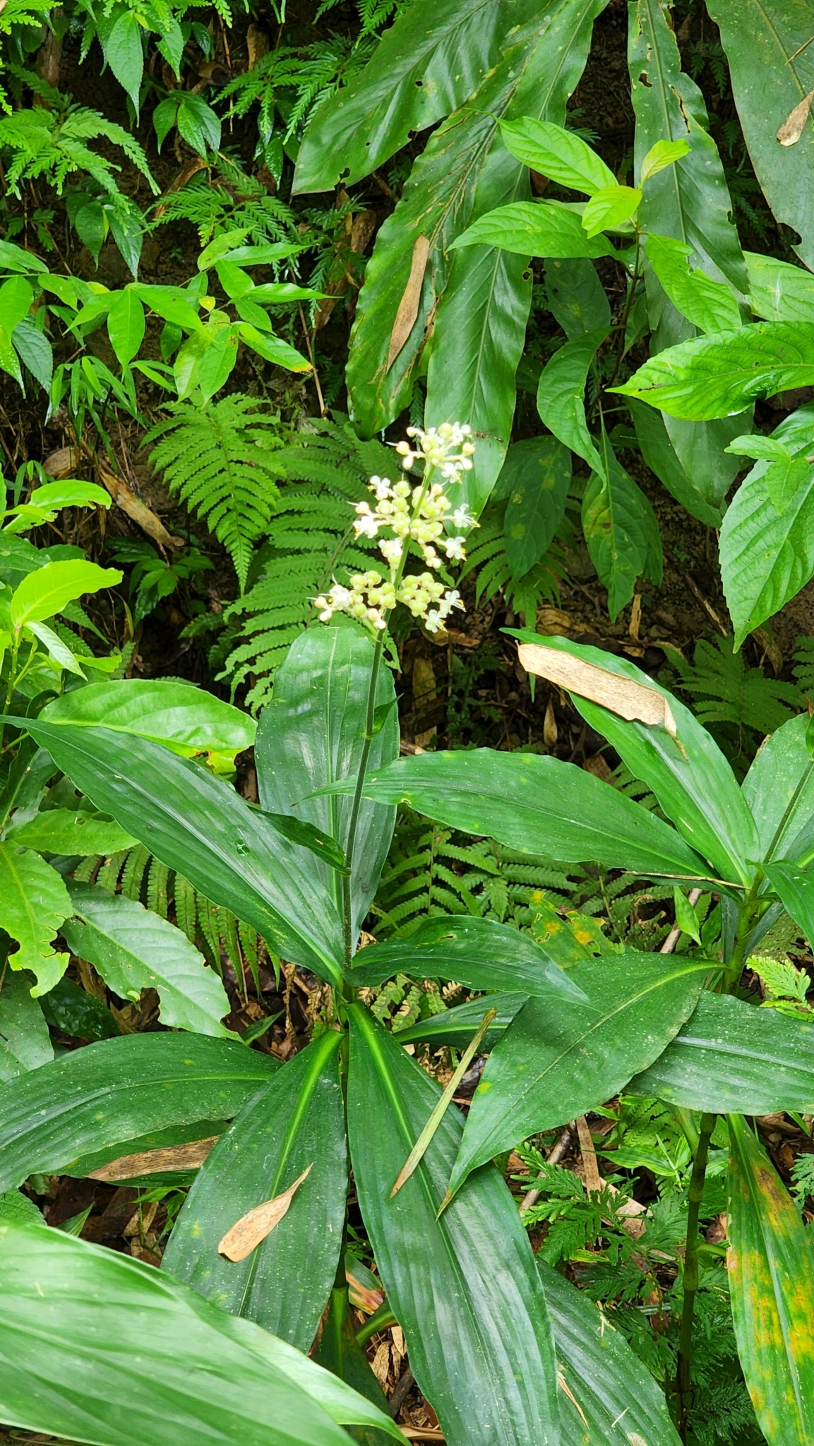 Pollia japonica Thunb.
