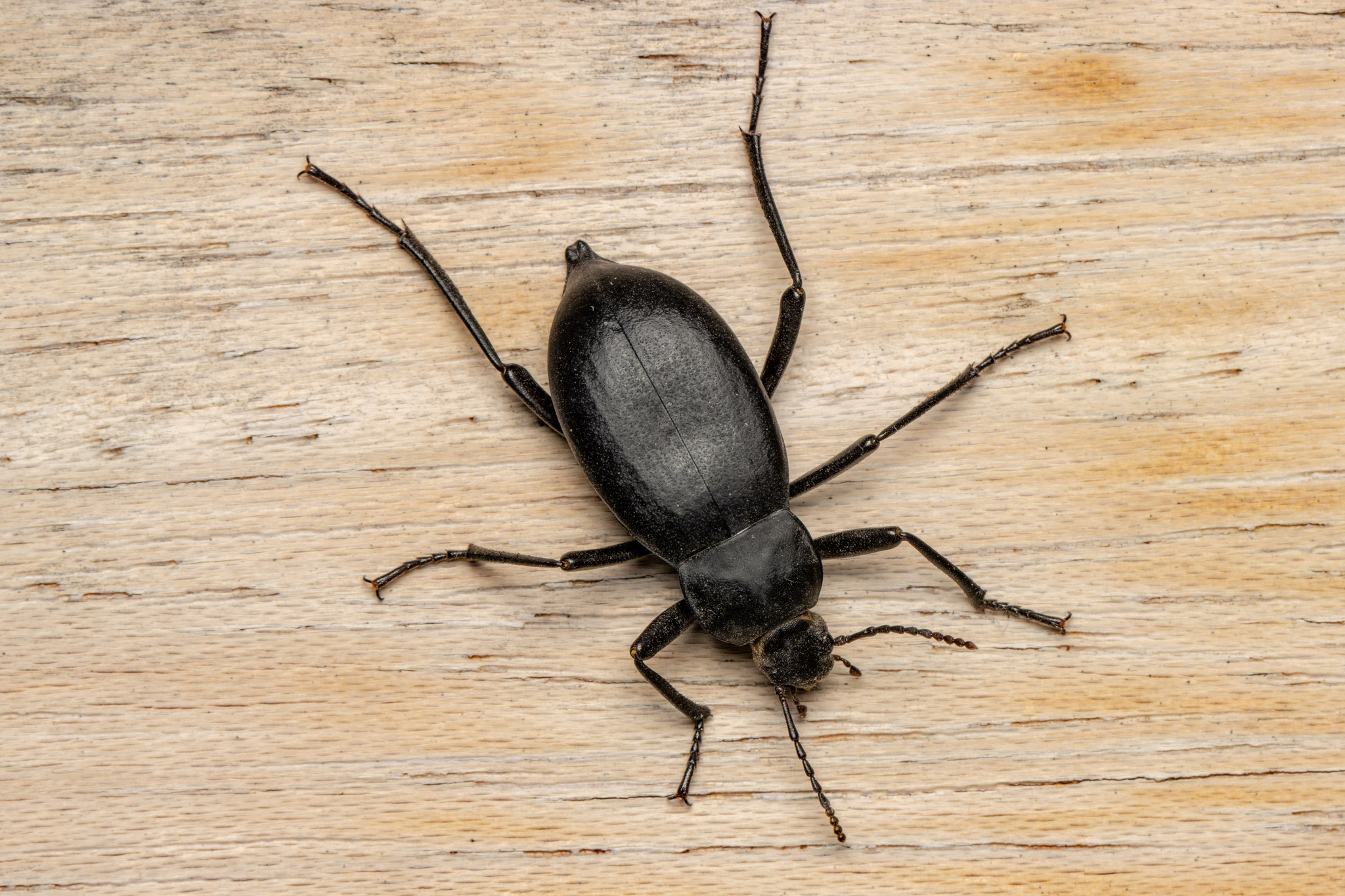 Blaps mucronata Latreille, 1804