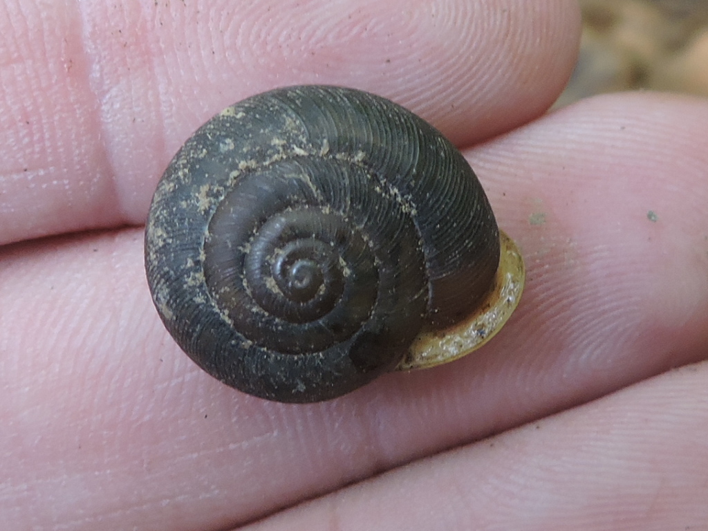 bladetooth wedge (Terrestrial Mollusks of Alabama) · iNaturalist