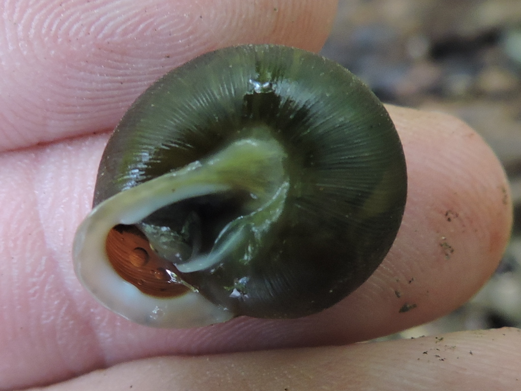 bladetooth wedge (Terrestrial Mollusks of Alabama) · iNaturalist