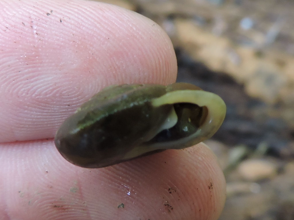 bladetooth wedge (Terrestrial Mollusks of Alabama) · iNaturalist