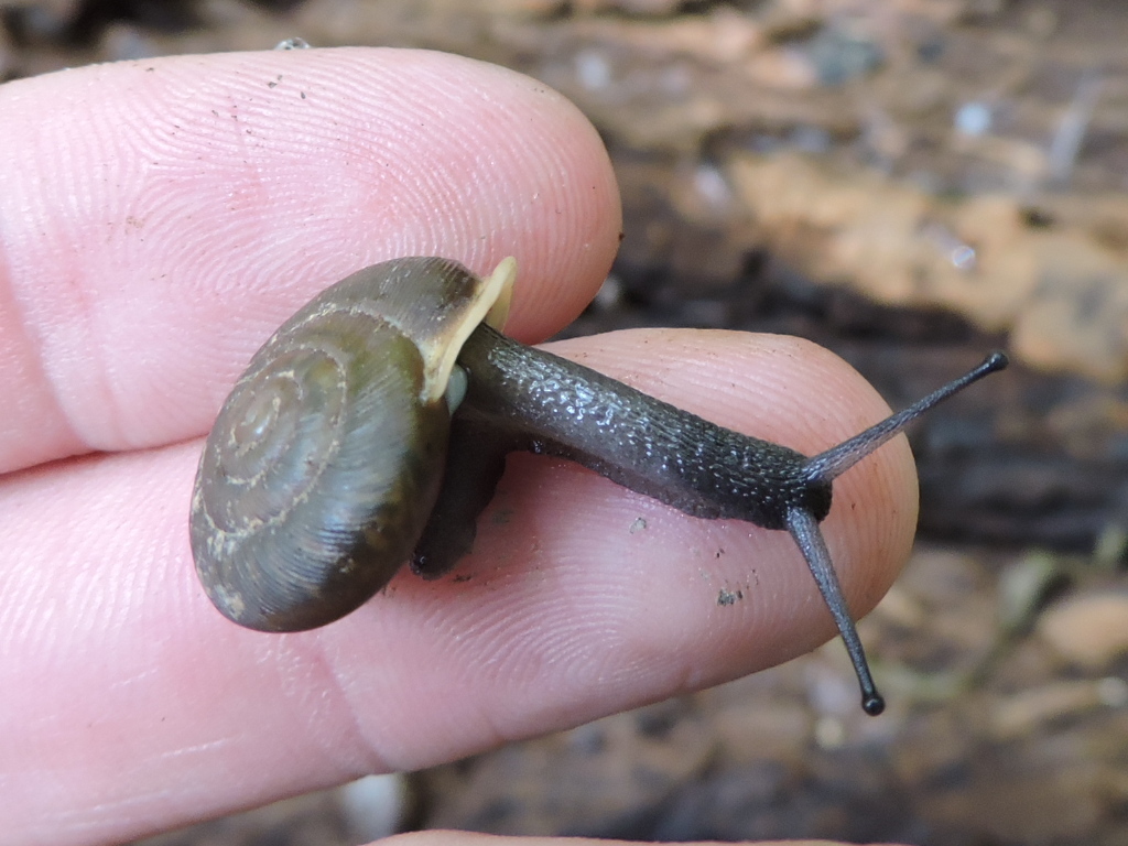 bladetooth wedge (Terrestrial Mollusks of Alabama) · iNaturalist