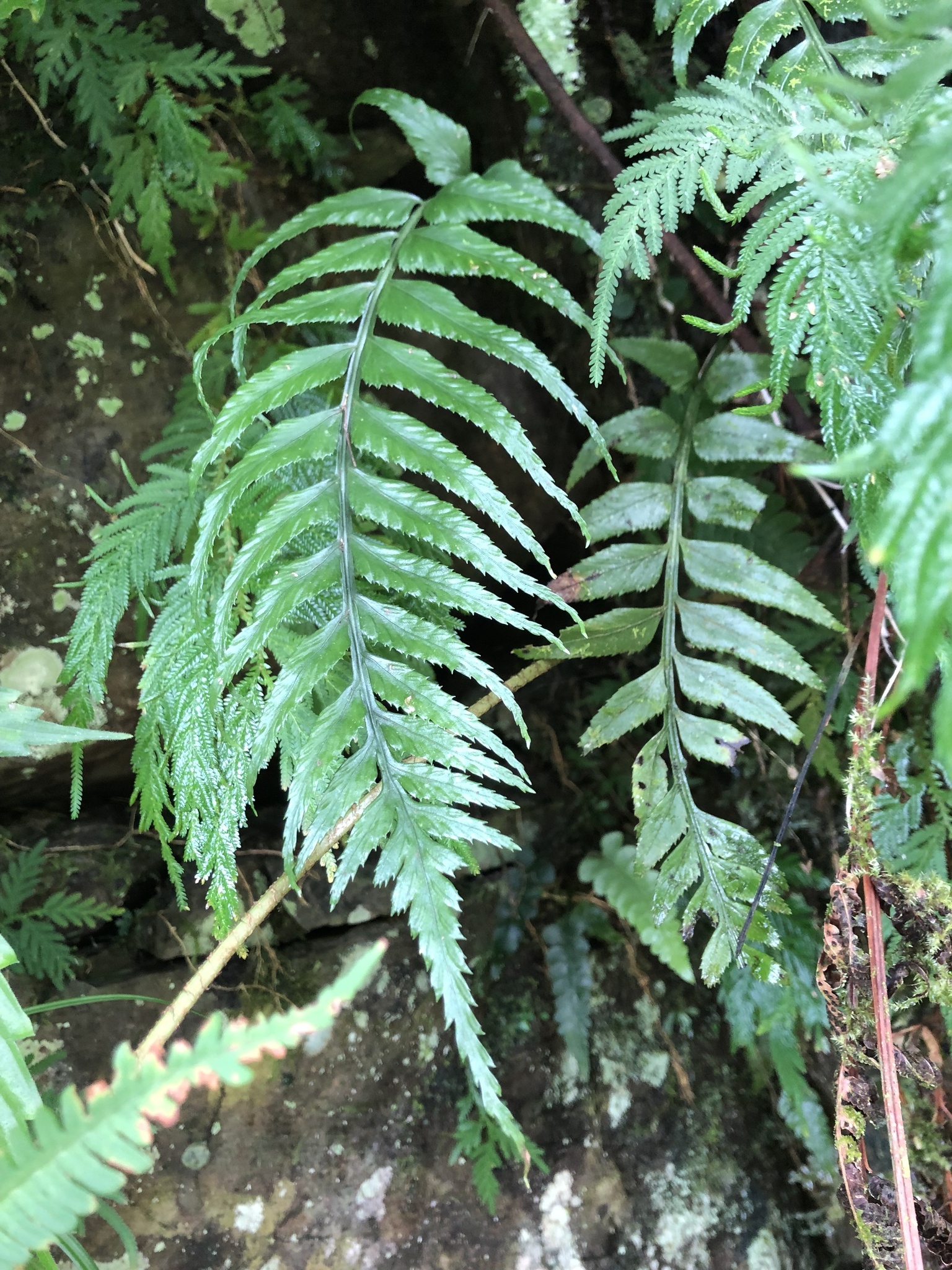 Asplenium wrightii D.C.Eaton ex Hook.