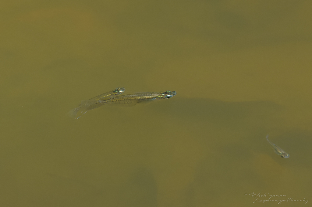 Indian Ricefish from Ban Mee Suan Café on June 24, 2022 by Wich’yanan L ...