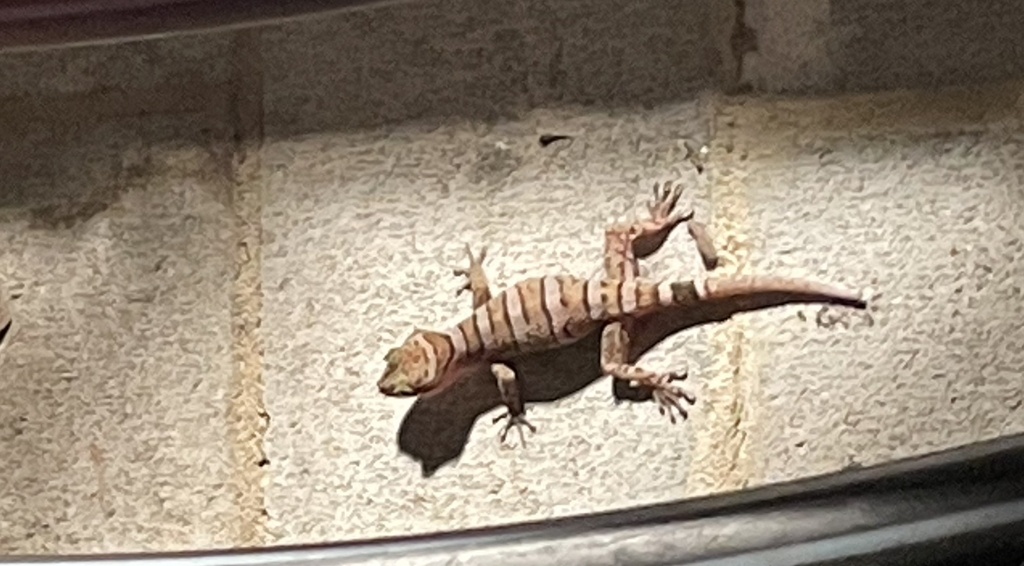 Queensland Giant Bent-toed Gecko in June 2022 by suecee · iNaturalist