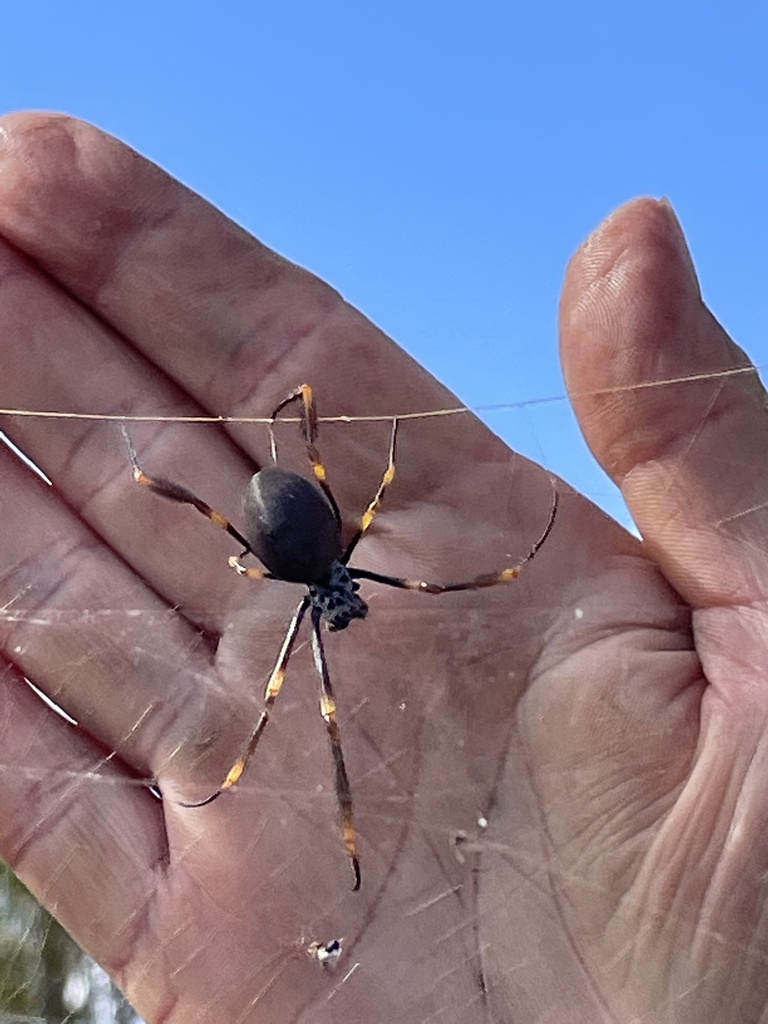 Tiger Spider from Great Sandy, Hervey Bay - Pt B, AU-QL, AU on June 20 ...
