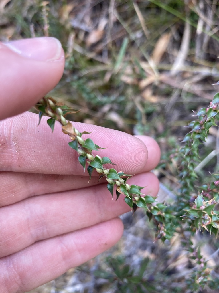 Epacris from Katoomba, NSW, AU on June 25, 2022 at 02:00 PM by ...