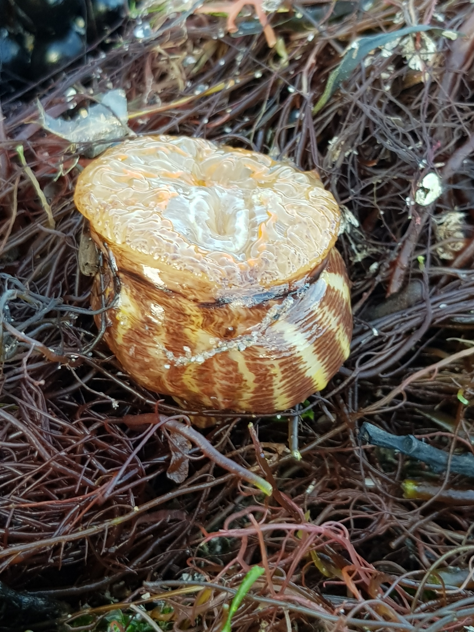 Calliactis parasitica (Couch, 1842)