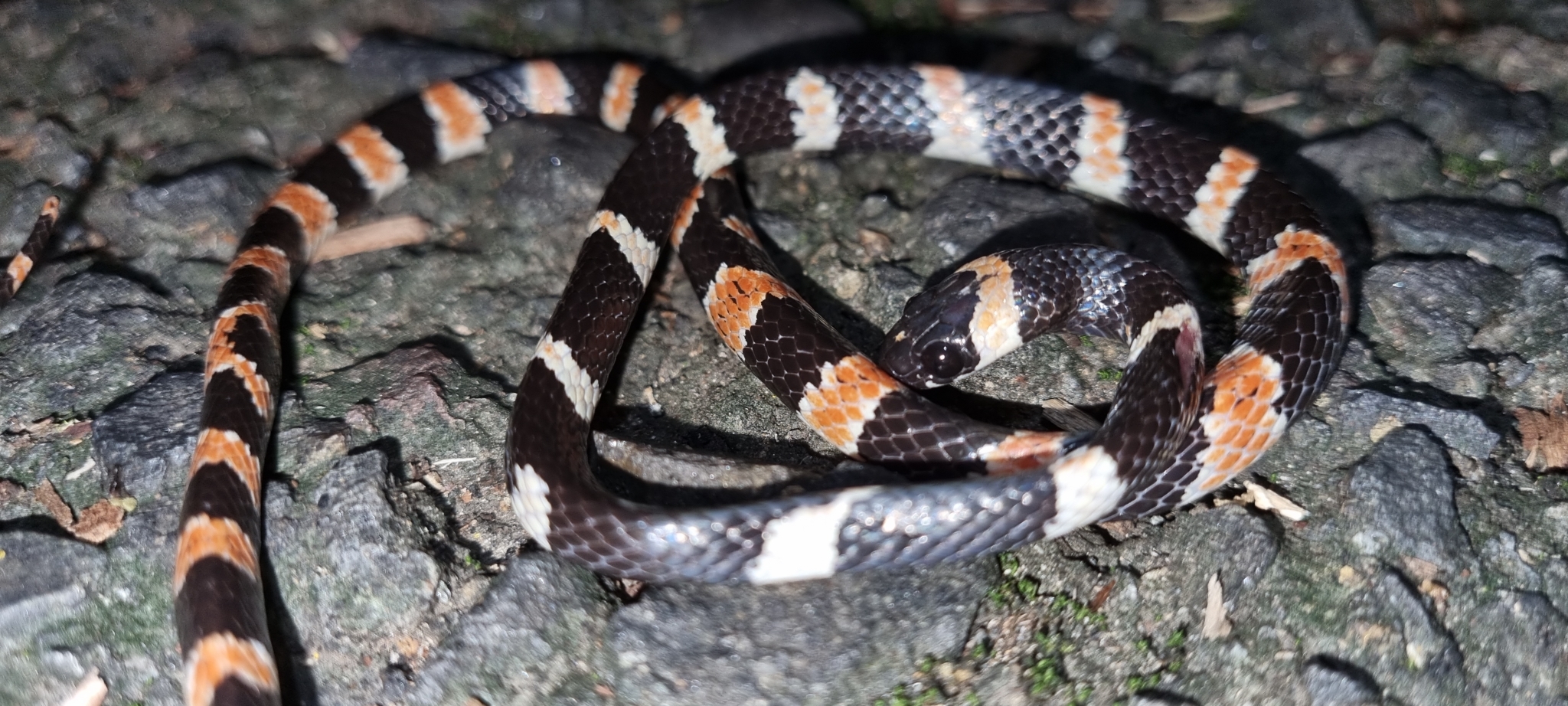 Sibon anthracops (Cope, 1868)