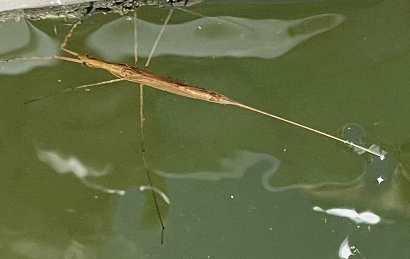 Ranatra linearis from Мальское озеро, Псковская область, RU on June 12 ...