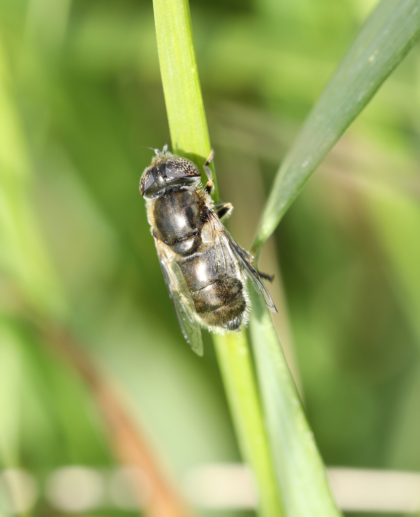 Common Lagoon Fly from Oudalle, France on April 19, 2022 at 11:01 AM by ...