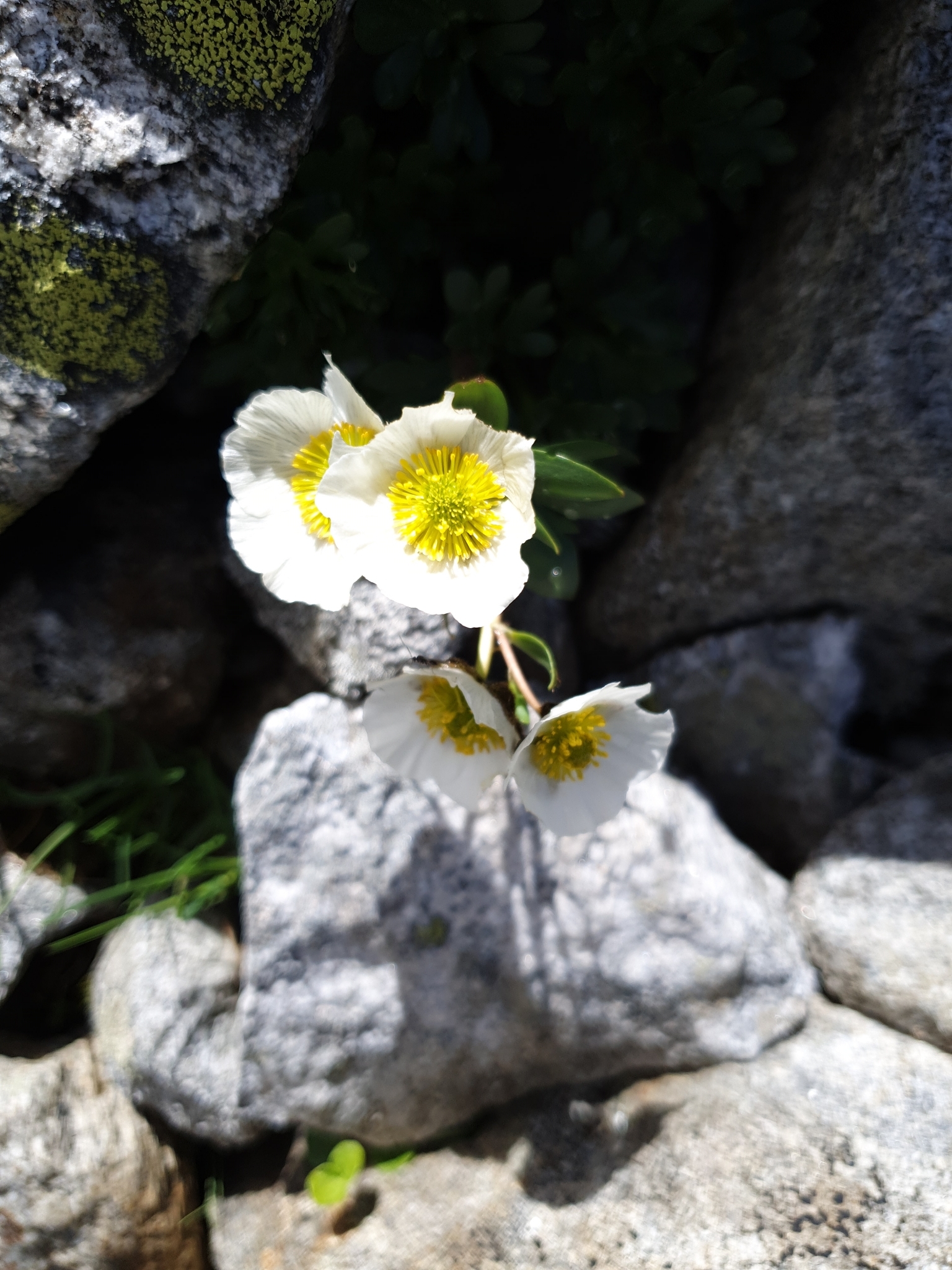 Ranunculus glacialis L.