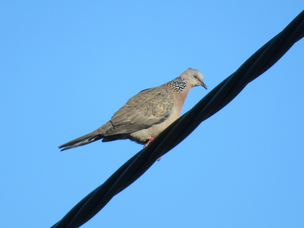 Spotted Dove from Melbourne VIC, Australia on June 25, 2022 at 09:28 AM ...