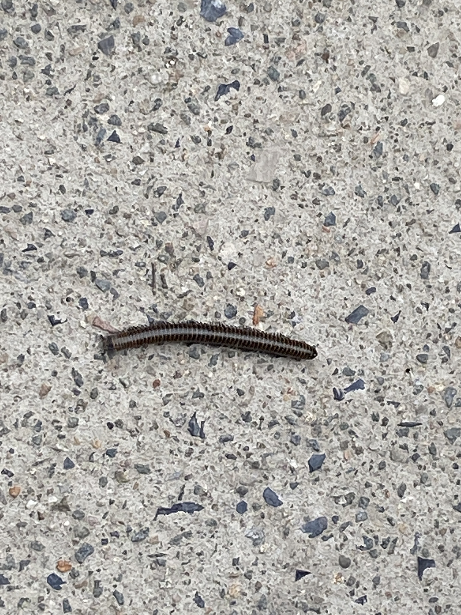 Spirobolus bungii Brandt, 1833