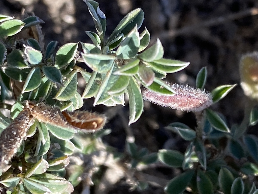 Limestone Silverpod from Still Bay East, Still Bay, WC, ZA on June 25 ...