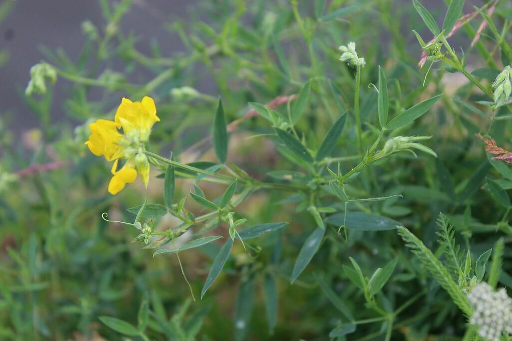 meadow pea from Saltwells NNR, Dudley, UK on June 25, 2022 at 10:20 AM ...