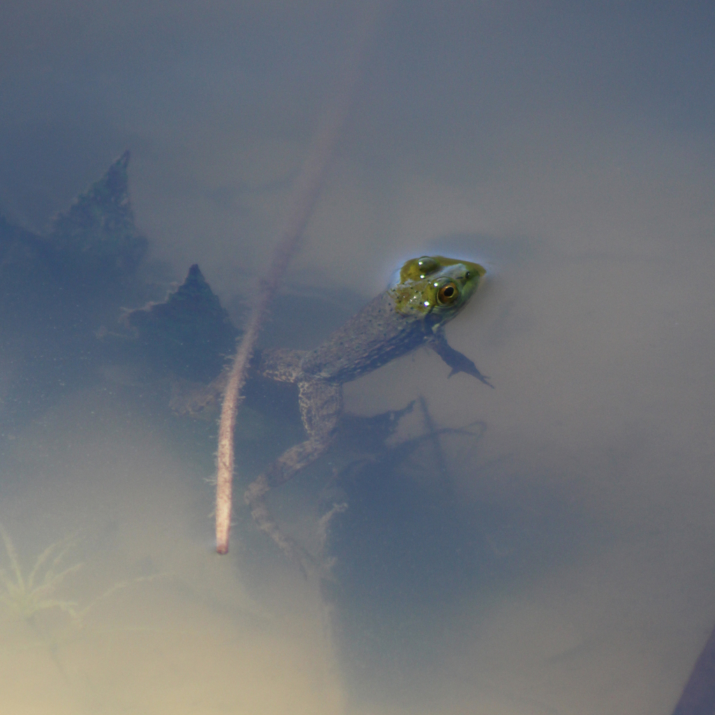 American Bullfrog from Crawford County, OH, USA on June 18, 2022 at 03: ...