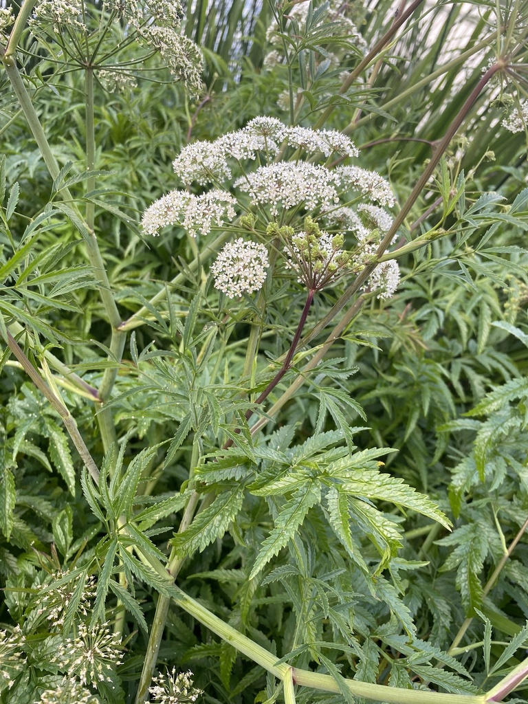 Cowbane from South Downs National Park, Petworth, England, GB on June ...