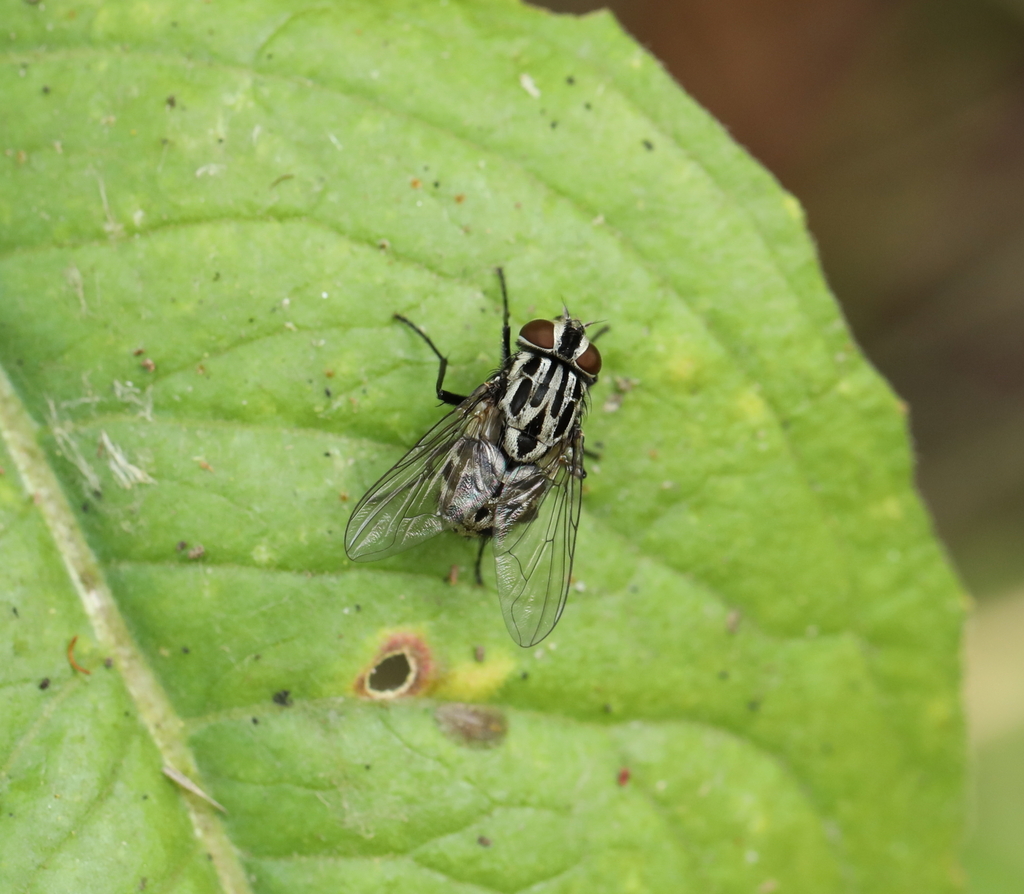 Graphomya maculata from Gonfreville-l'Orcher, France on September 25 ...