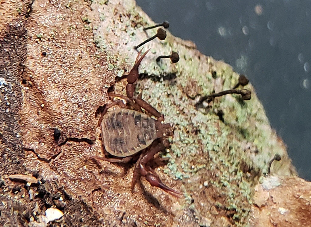 Pseudogarypus banksi from Roque Island, Jonesport, ME 04654, USA on May ...