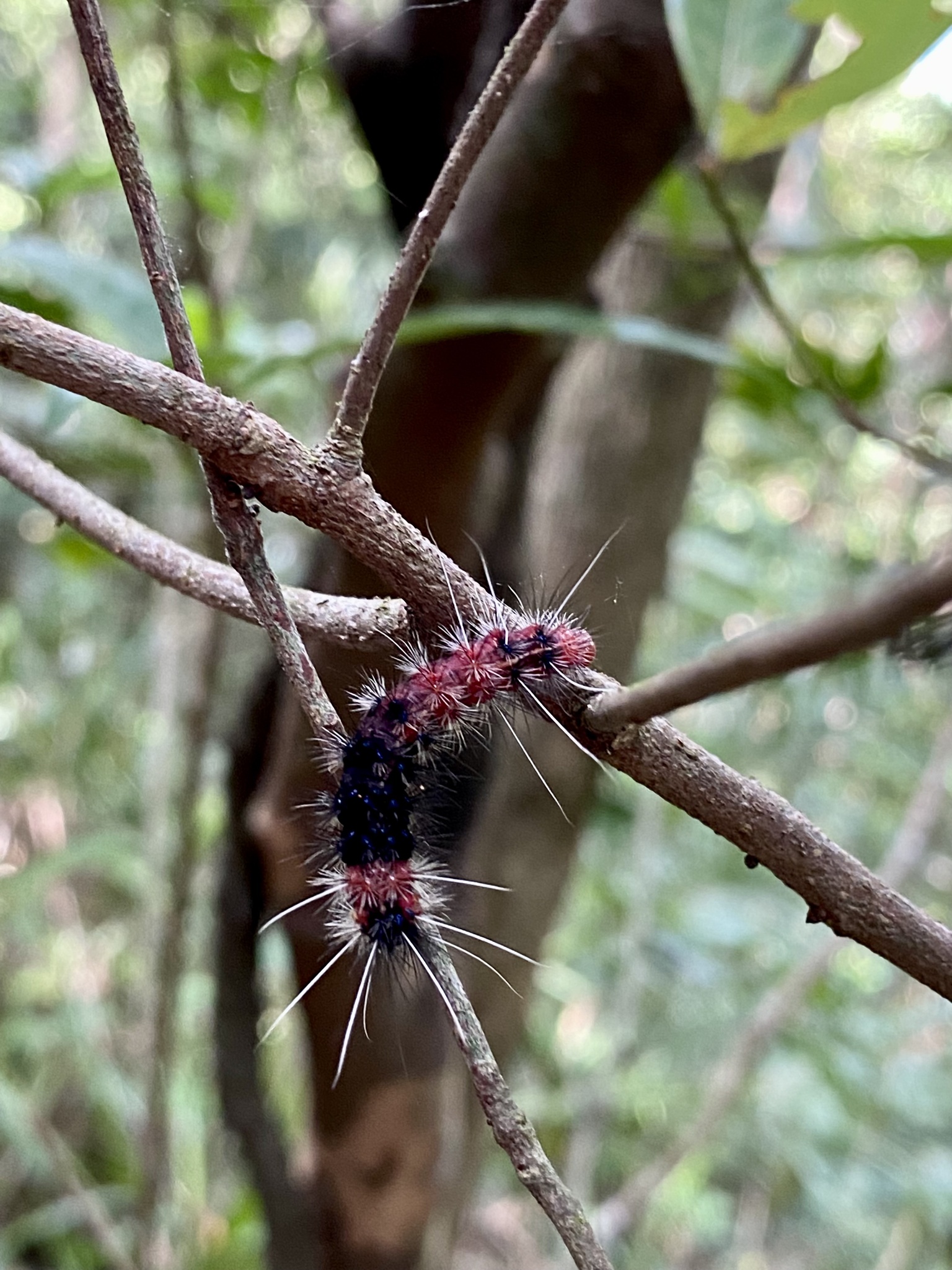 Lemyra alikangensis (Strand, 1915)