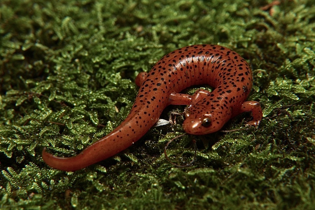 Blue Ridge Red Salamander in June 2022 by Eric Johnson · iNaturalist