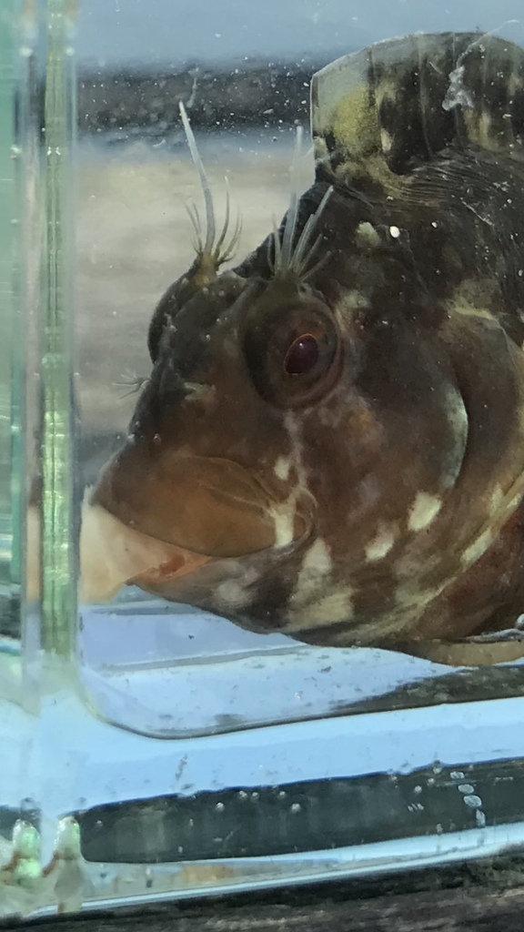 Crested Blenny (Hypleurochilus geminatus) - Marine Life Identification