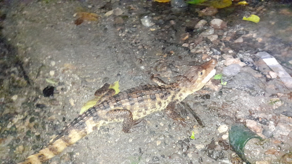 Brown Caiman from GJ3J+X7X, Penonomé, Panamá on June 25, 2022 at 12:13 ...