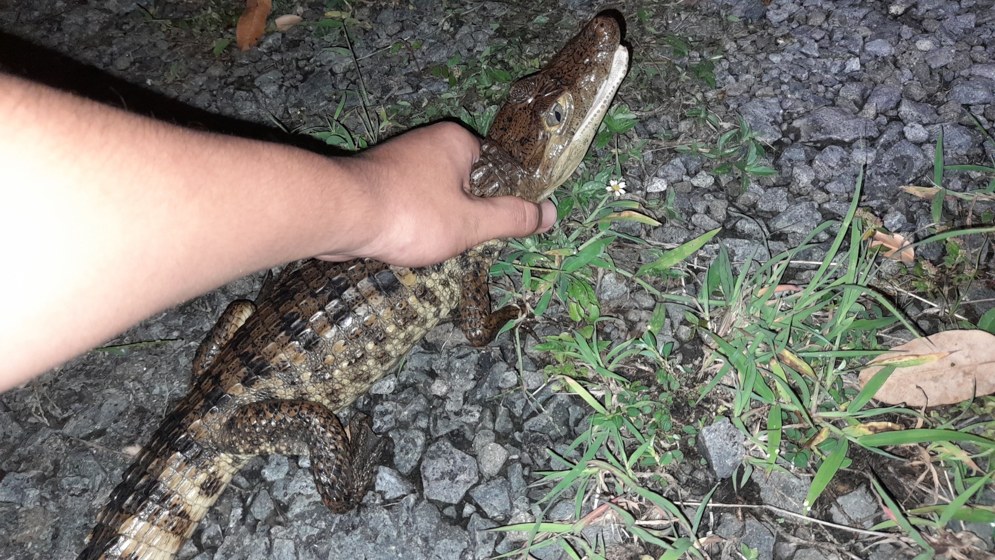 Caiman crocodilus fuscus (Cope, 1868)