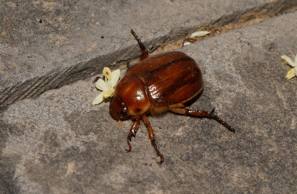 Anomala exoleta from 中国河南省郑州市中牟县 on June 17, 2022 at 08:47 PM by ...