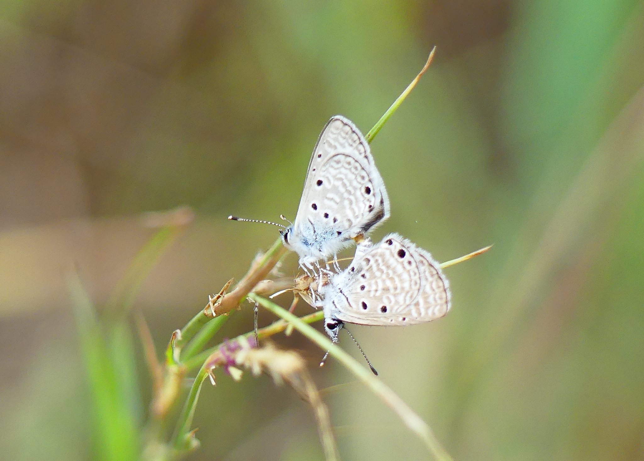 Azanus ubaldus (Cramer, 1782)