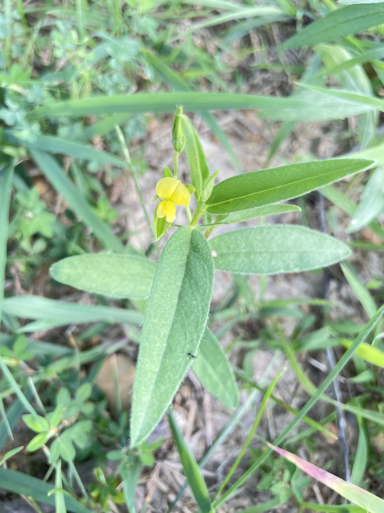 arrowhead rattlebox in June 2022 by kan7an · iNaturalist