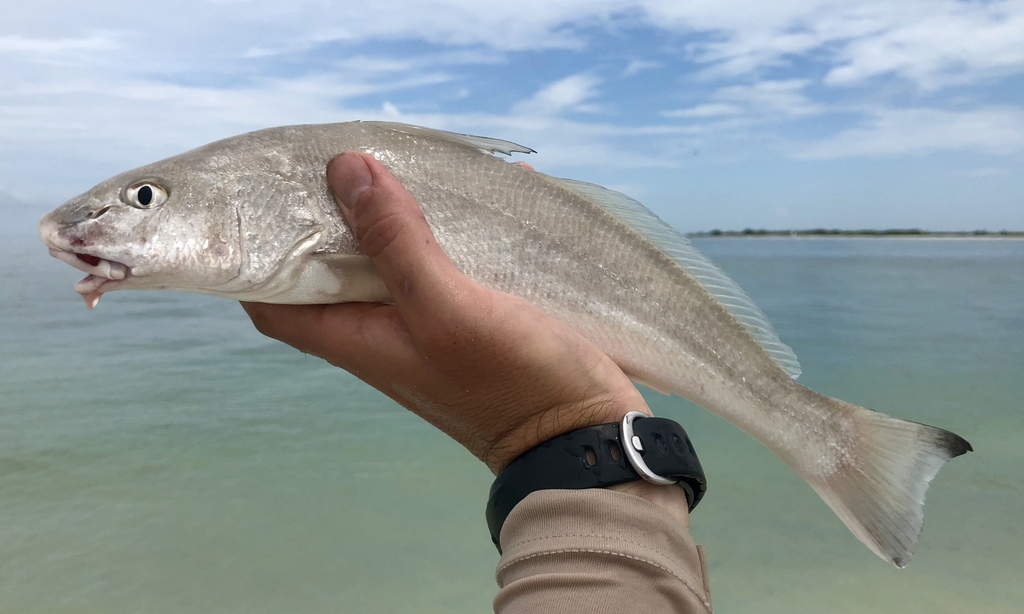Gulf Kingcroaker (Saltwater Fish of Alabama) · iNaturalist