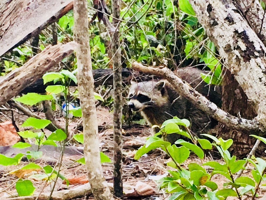 Common Raccoon from East Grand Bahama, Bahamas on March 7, 2018 at 04: ...