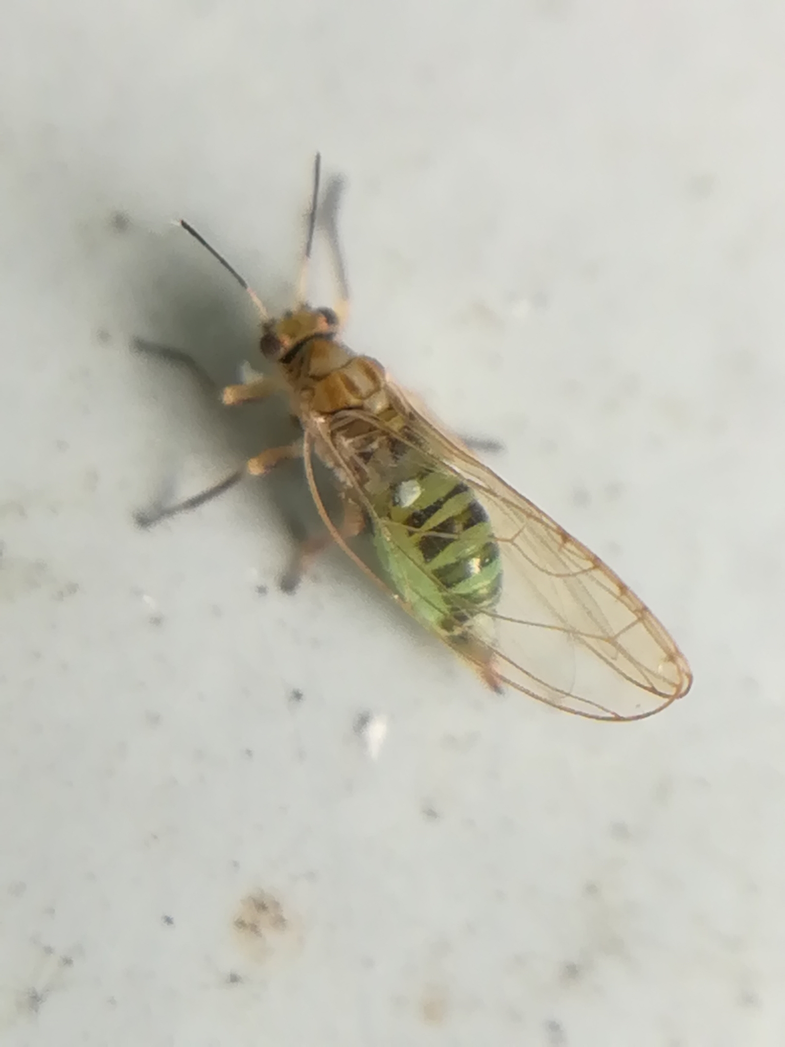 Trioza urticae (Linnaeus, 1758)