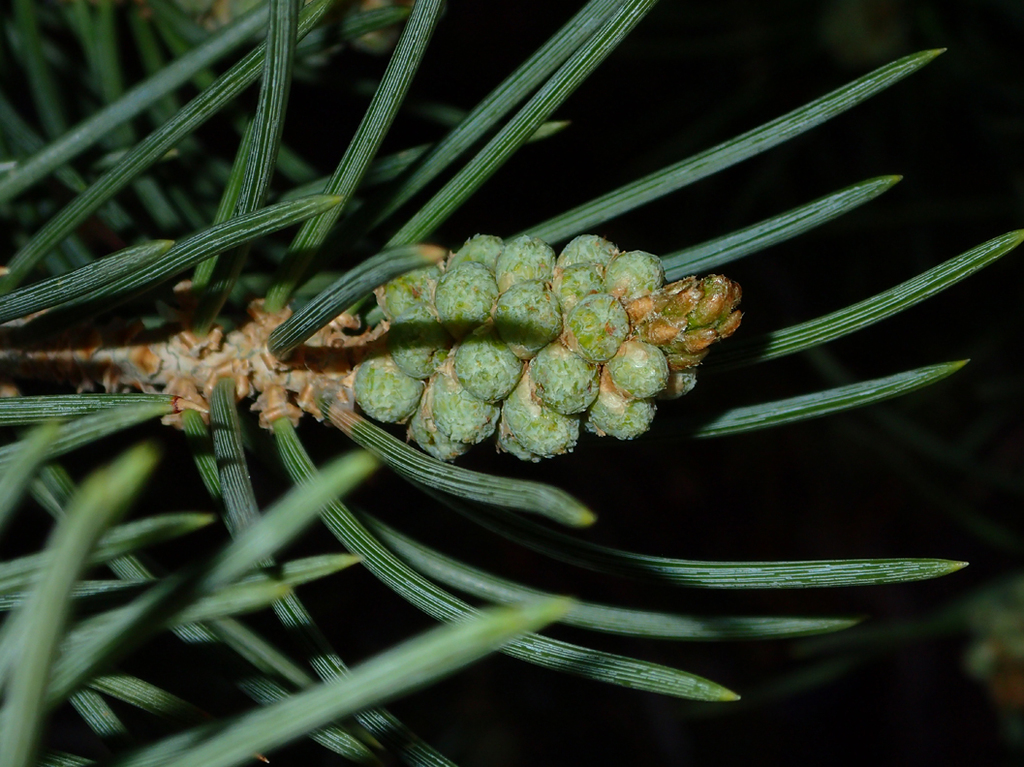 singleleaf pinyon from White Pine, Nevada, United States on June 11 ...